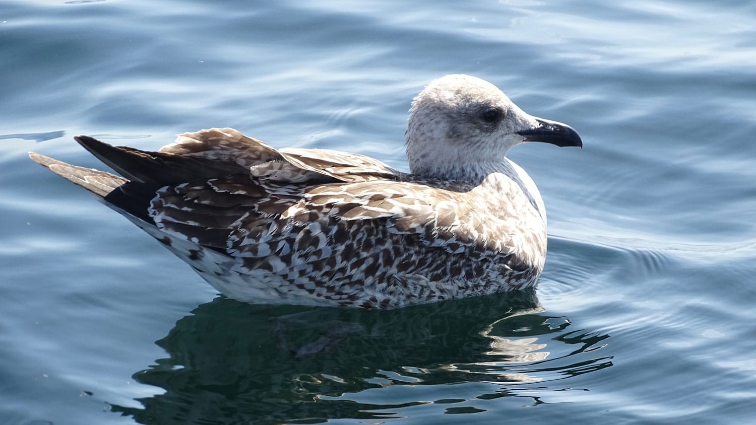 Birdwatching on the Ulla River - Amare Turismo Náutico